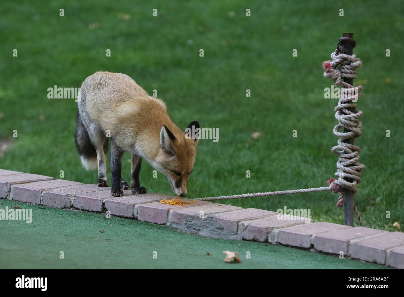 The fox lives in the park environment in the vicinity of humans and ...