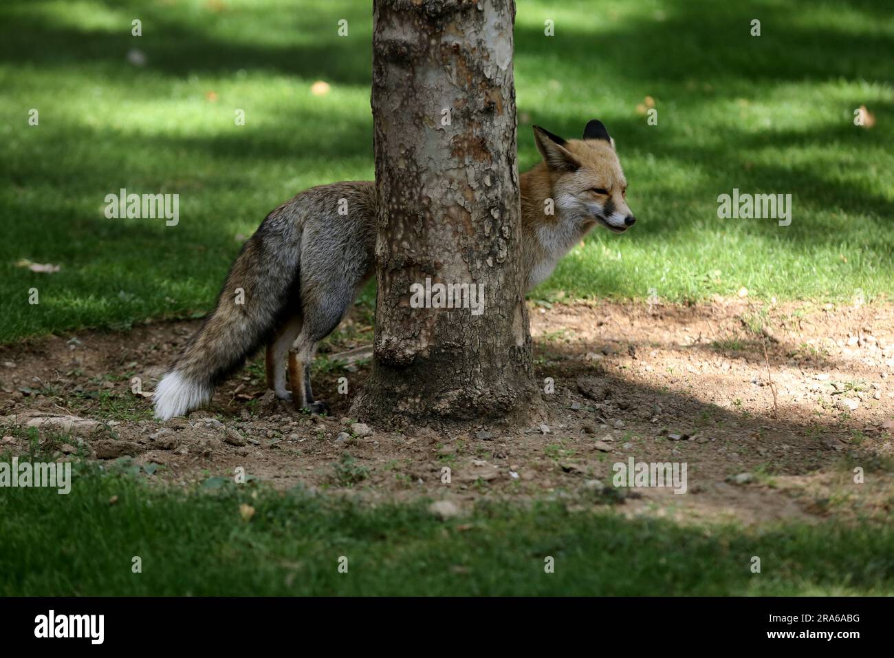 The fox lives in the park environment in the vicinity of humans and ...