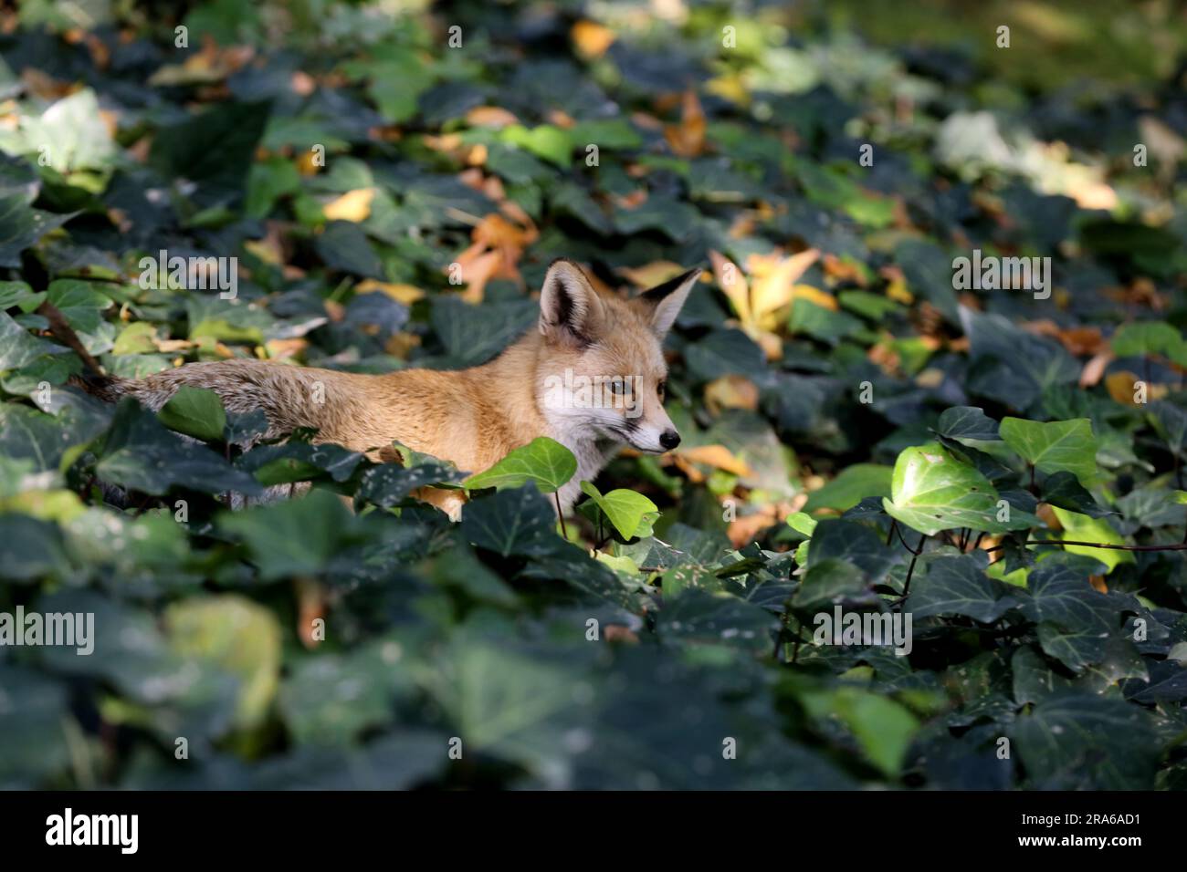 The fox lives in the park environment in the vicinity of humans and ...