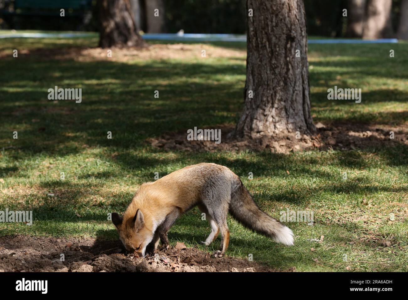 The fox lives in the park environment in the vicinity of humans and ...