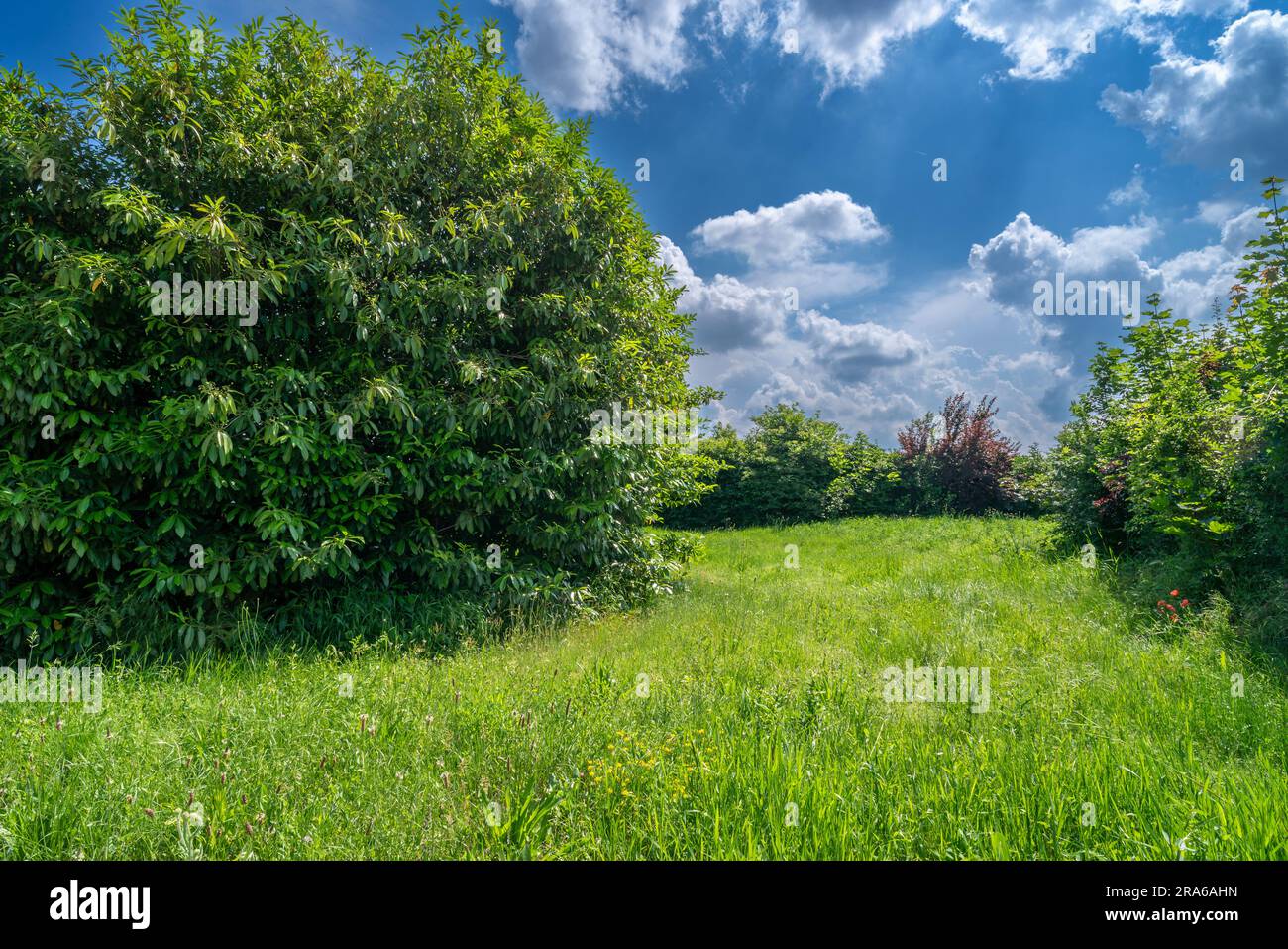 Wild meadow with tall green grass with large cherry laurel bush among ...