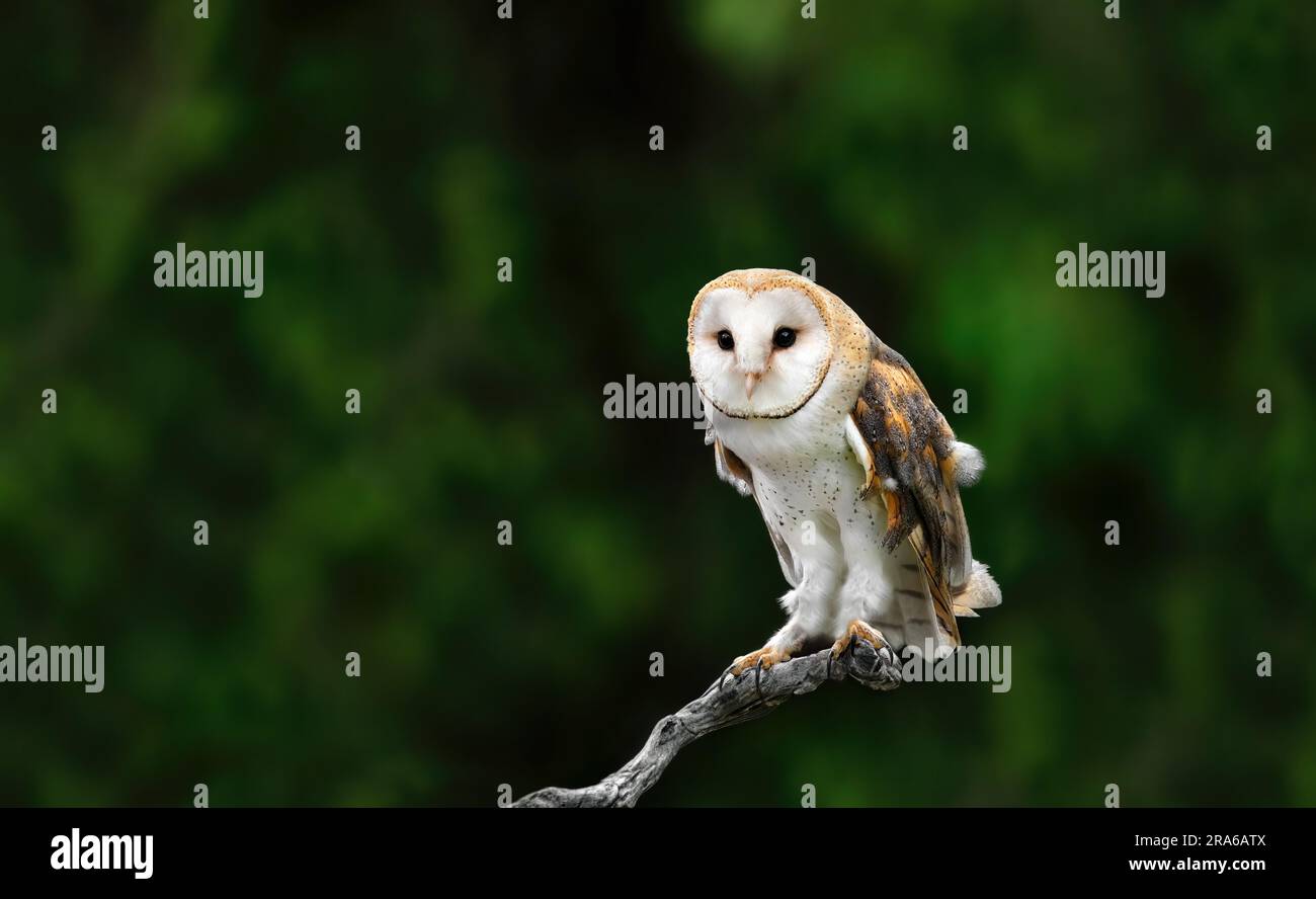 A small barn-owl ( Tytonidae ), full body shot, dark green background ...
