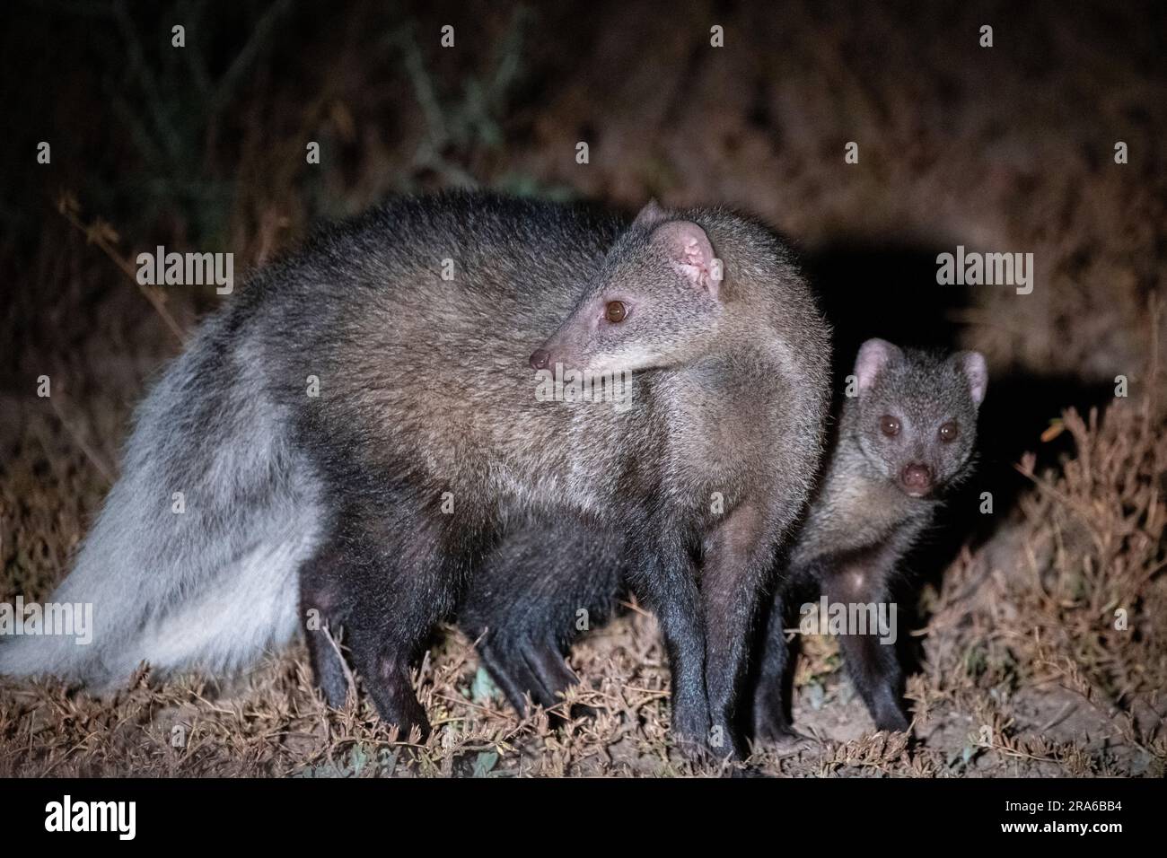 Zambia, South Luangwa. White-tailed mongoose (WILD: Ichneumia albicauda ...