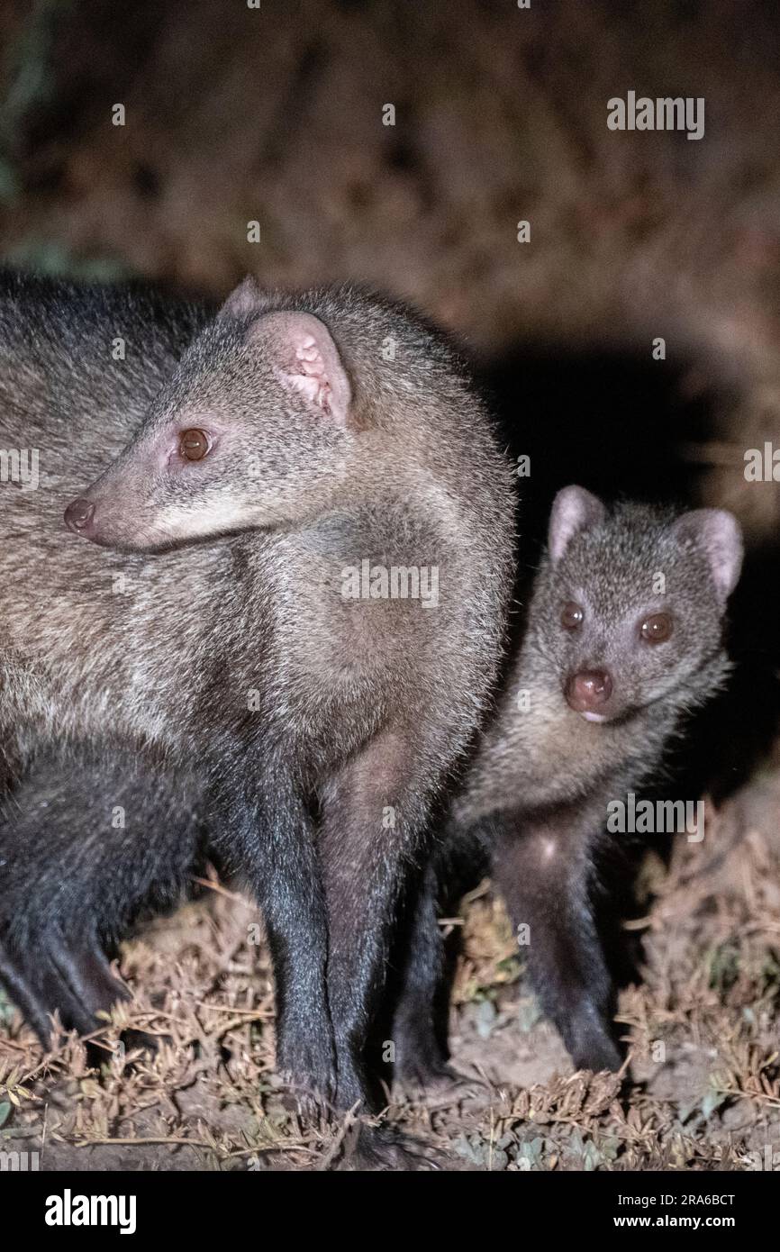 Zambia, South Luangwa. White-tailed mongoose (WILD: Ichneumia albicauda ...