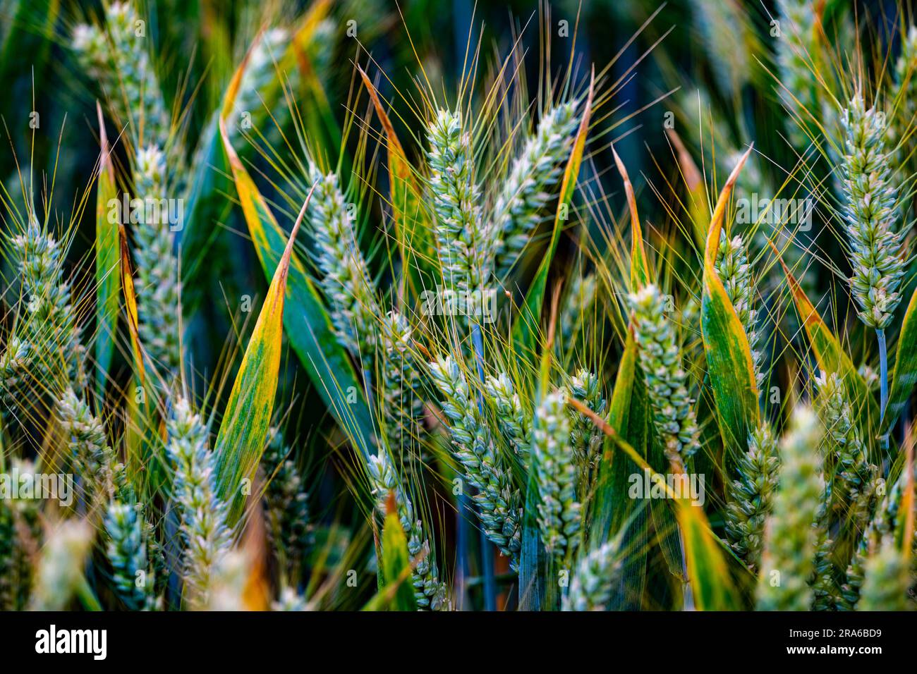 Close-up of ears wheat, or grain, in mid-summer, as they ripen ready ...