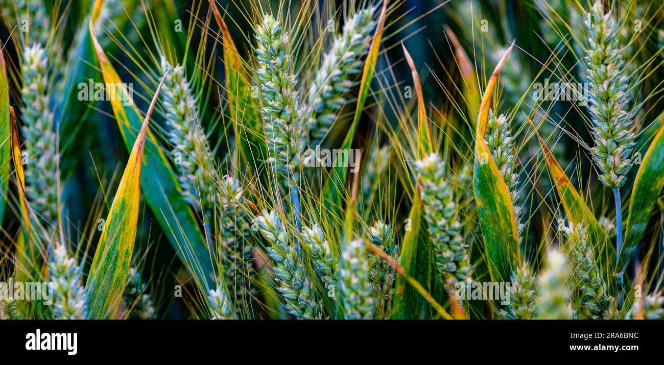 Close-up of ears wheat, or grain, in mid-summer, as they ripen ready ...