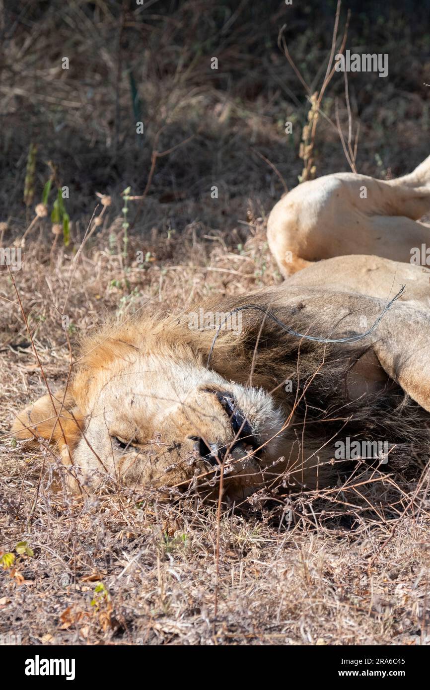 Zambia, South Luangwa National Park. Male lion with snare wire around ...