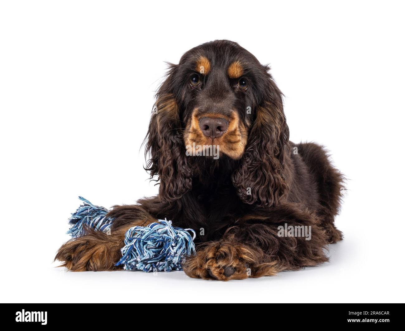 Majestic choc and tan 3 months old Cocker Spaniel dog, laying down with ...
