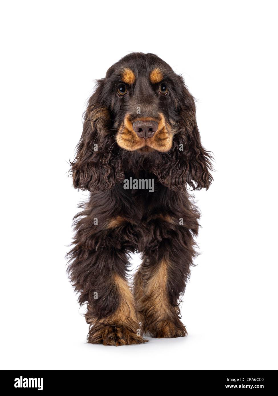 Majestic choc and tan 3 months old Cocker Spaniel dog, standing up ...
