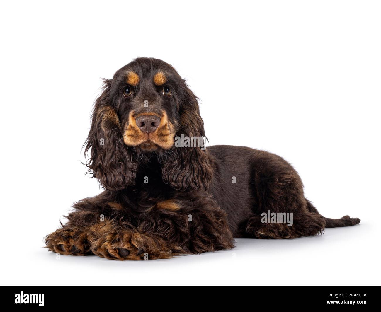 Majestic choc and tan 3 months old Cocker Spaniel dog, laying side ways ...