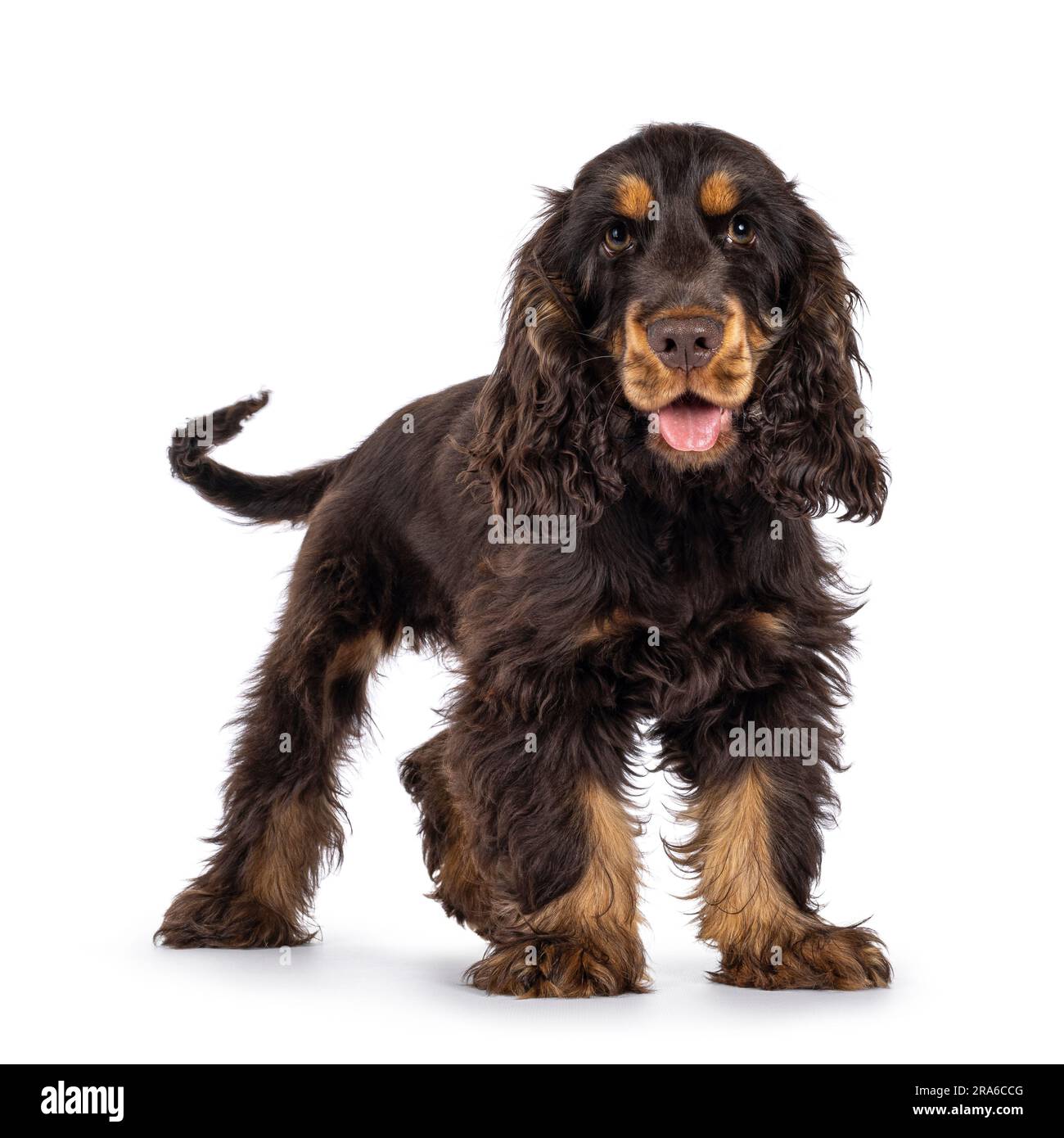 Majestic choc and tan 3 months old Cocker Spaniel dog, standing up side ...