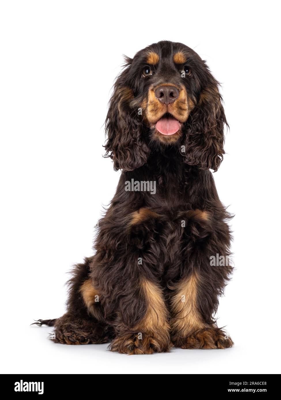 Majestic choc and tan 3 months old Cocker Spaniel dog, sitting up side ...