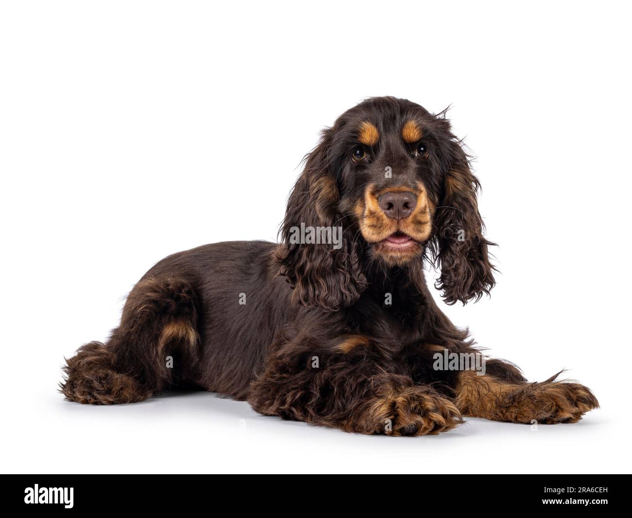 Majestic choc and tan 3 months old Cocker Spaniel dog, laying side ways ...