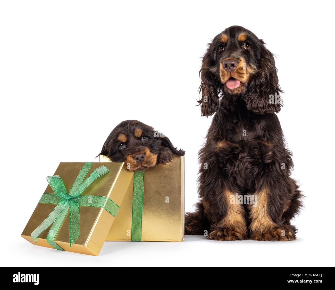 Majestic choc and tan 3 months old Cocker Spaniel dog, sitting beside ...
