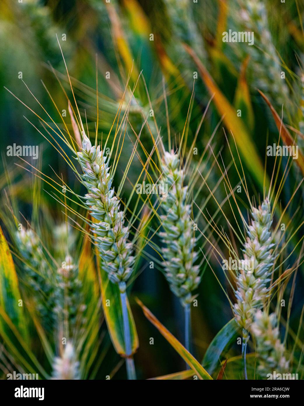 Close-up of ears wheat, or grain, in mid-summer, as they ripen ready ...