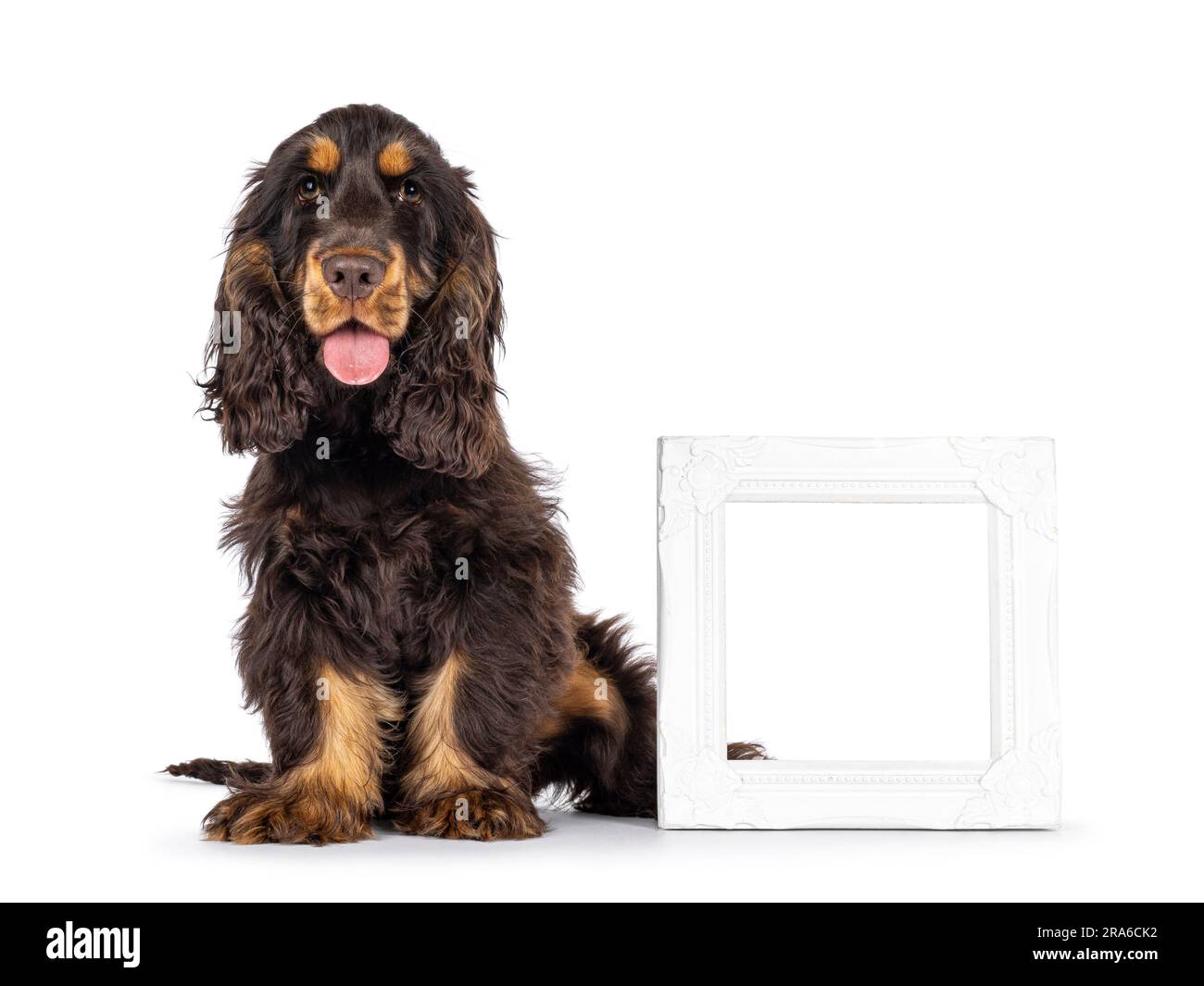 Majestic choc and tan 3 months old Cocker Spaniel dog, sitting beside ...