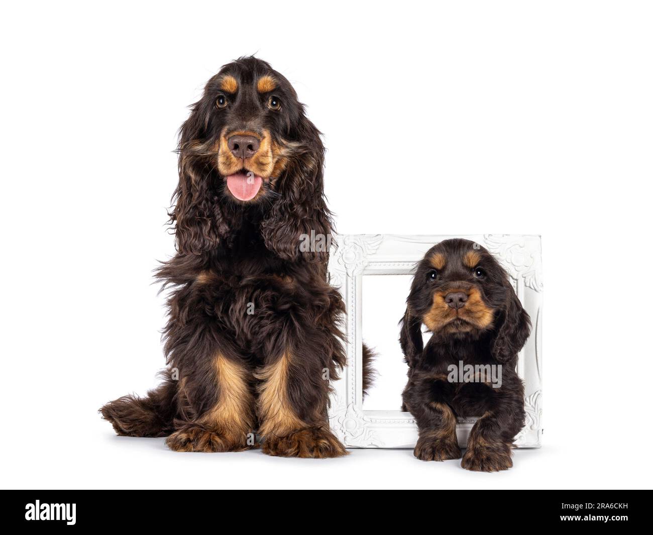 Sporting version Cut Out Stock Images & Pictures - Alamy