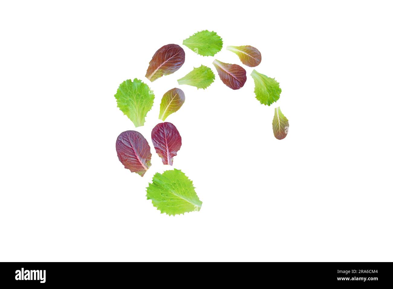 Spiral flying heap of lettuce salad purple and green leaves isolated on ...