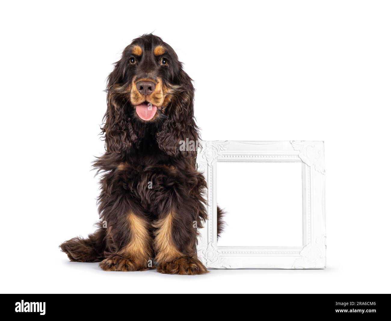 Majestic choc and tan 3 months old Cocker Spaniel dog, sitting beside ...