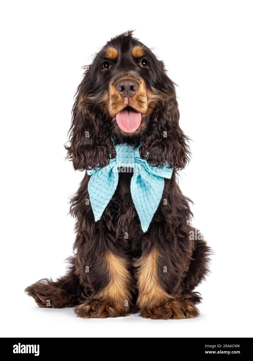 Majestic choc and tan 3 months old Cocker Spaniel dog, sitting up side ...