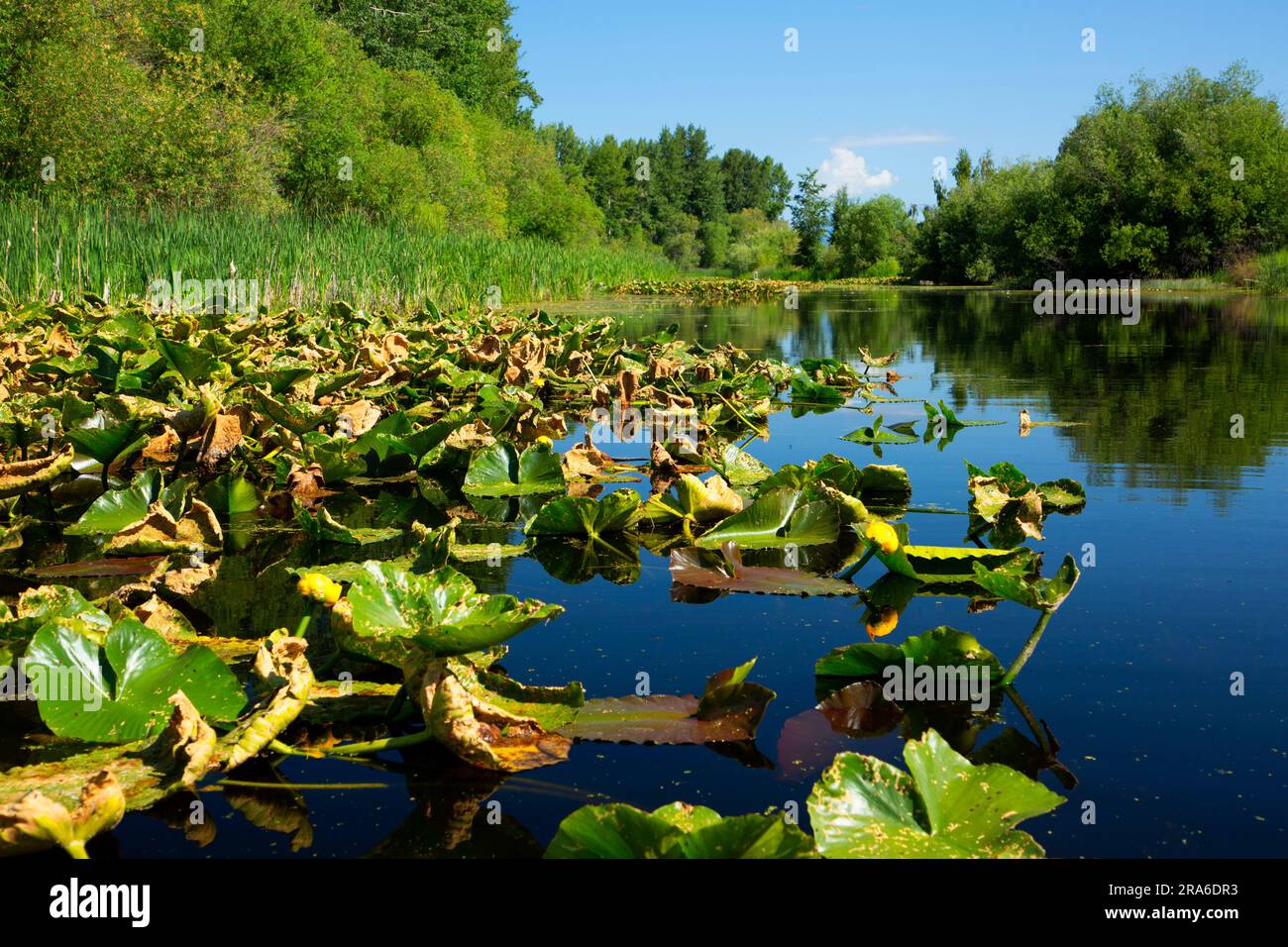Cow lilies (Nuphar polysepala), Wood River Wetland, Klamath Falls ...