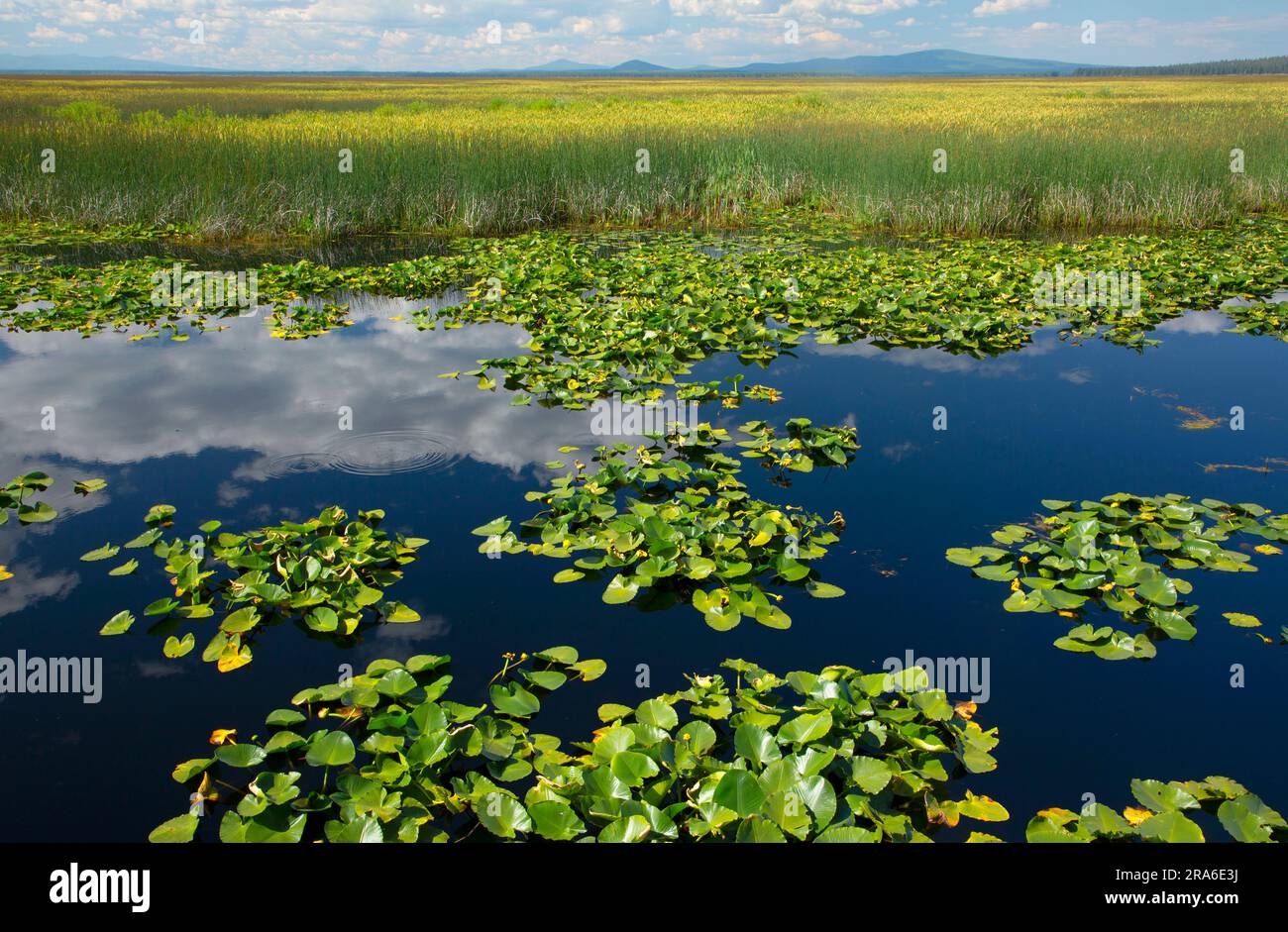 Klamath Marsh with Cow lily (Nuphar polysepala), Klamath Marsh National ...