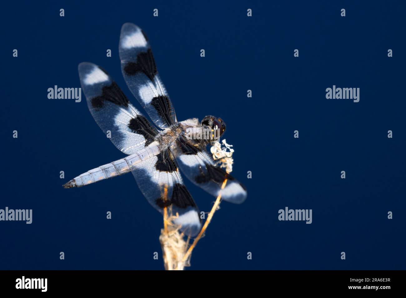 Eight-spotted Skimmer (Libellula forensis), Klamath Marsh National ...