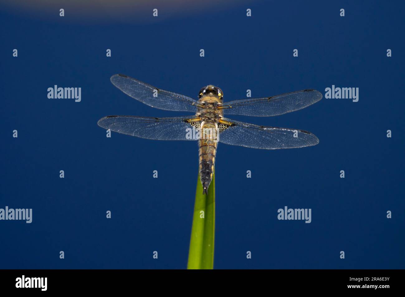 Four-spotted Skimmer (Libellula quadrimaculata), Klamath Marsh National ...