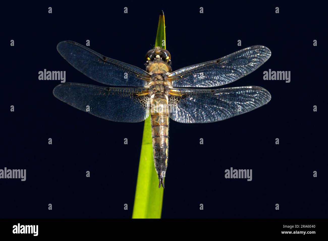 Four-spotted Skimmer (Libellula quadrimaculata), Klamath Marsh National ...