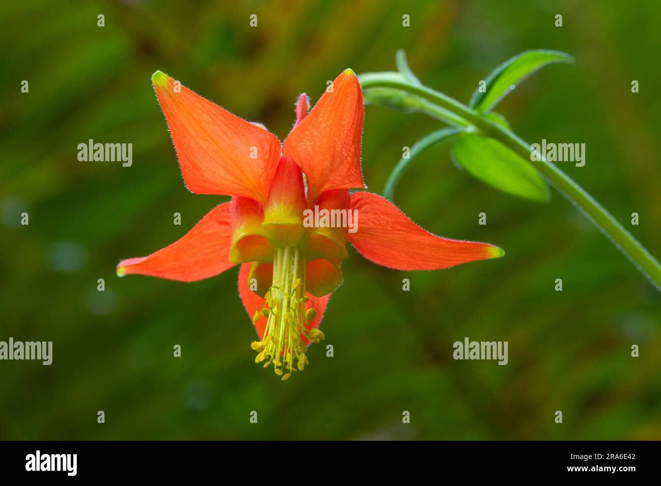 Crimson columbine (Aquilegia formosa), Cooper Creek County Park ...