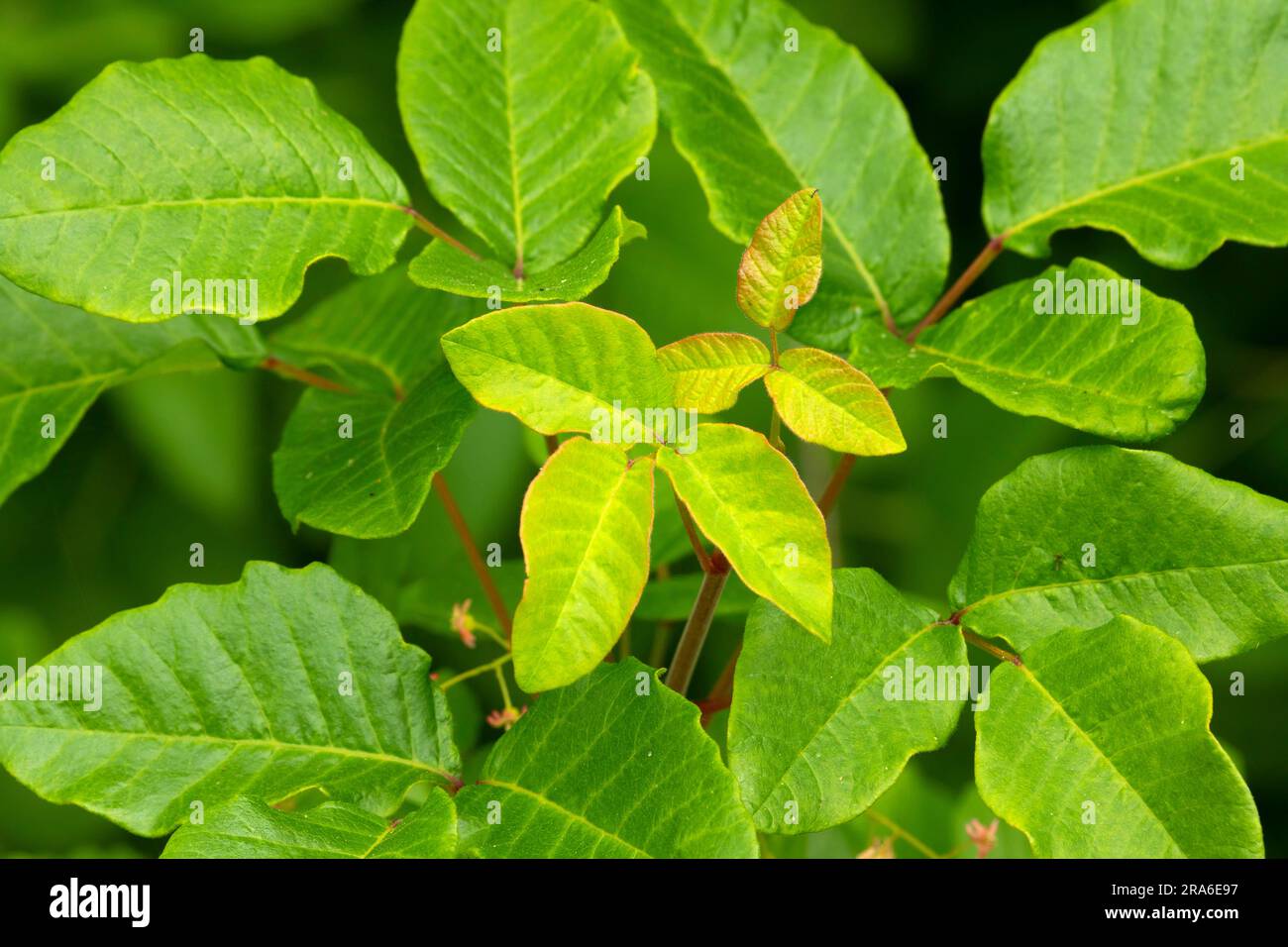 Poison oak (Toxicodendron diversilobum), Kirk Park, Lane County, Oregon ...