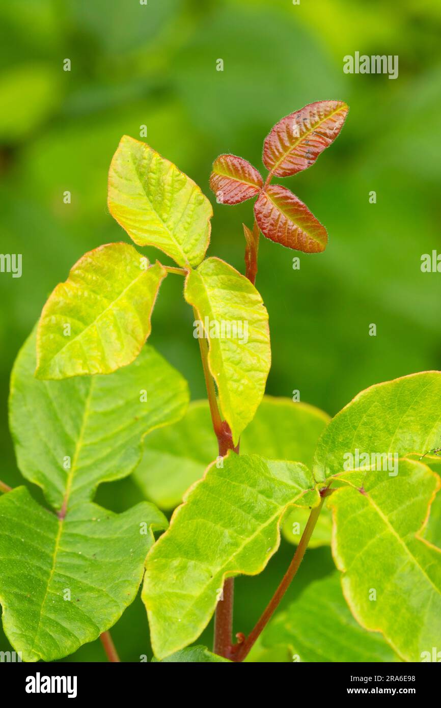 Poison oak (Toxicodendron diversilobum), Kirk Park, Lane County, Oregon ...