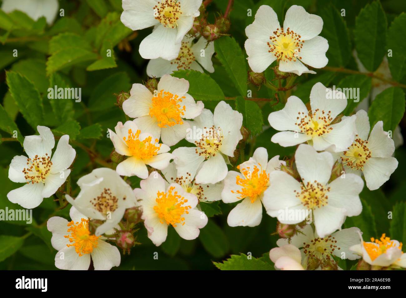 Rose heritage hi-res stock photography and images - Alamy