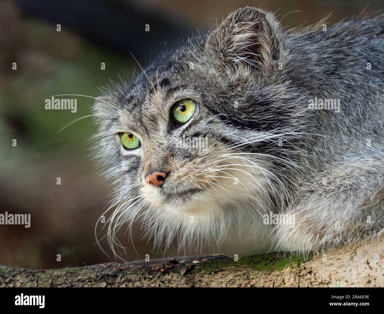 Pallas's cat Otocolobus manul portrait Stock Photo - Alamy