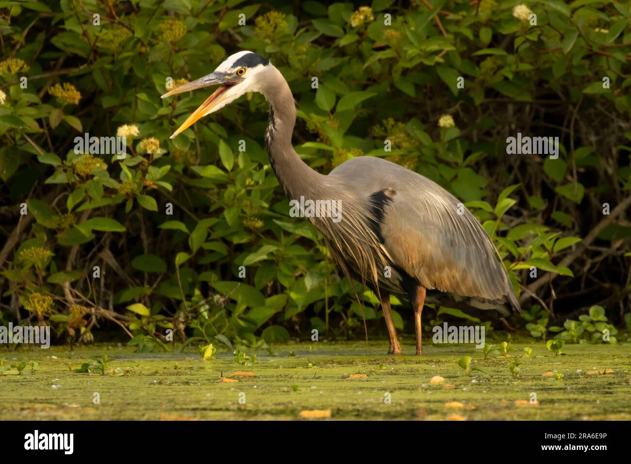Great blue heron (Ardea herodias) at Mission Lake, Willamette Mission ...