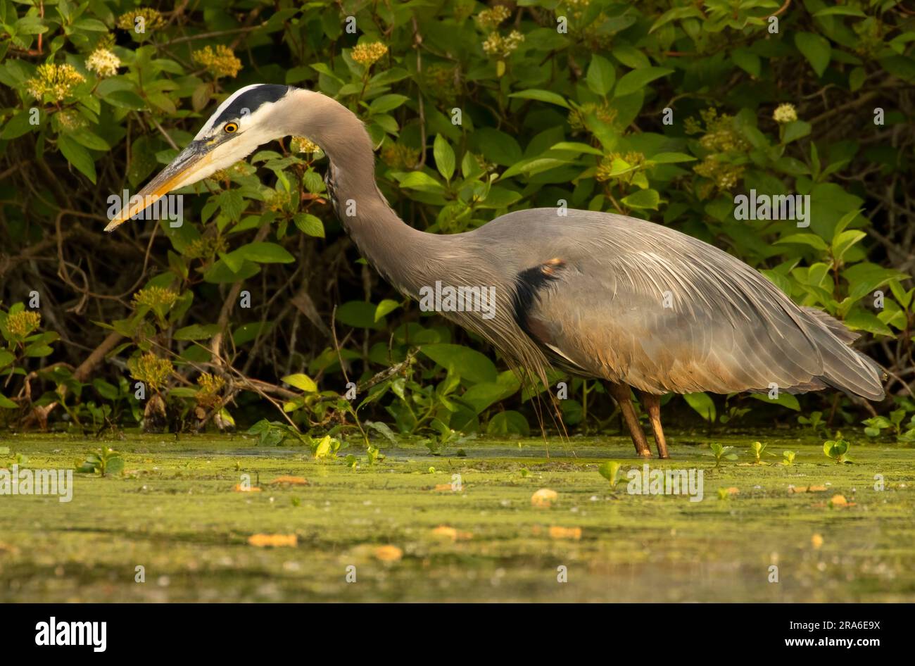 Great blue heron (Ardea herodias) at Mission Lake, Willamette Mission ...