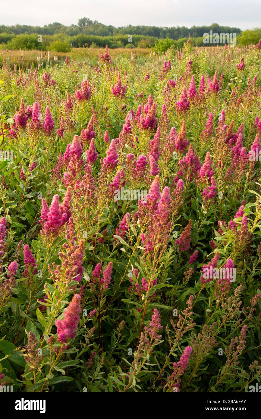 Western spirea spiraea douglasii hi-res stock photography and images ...