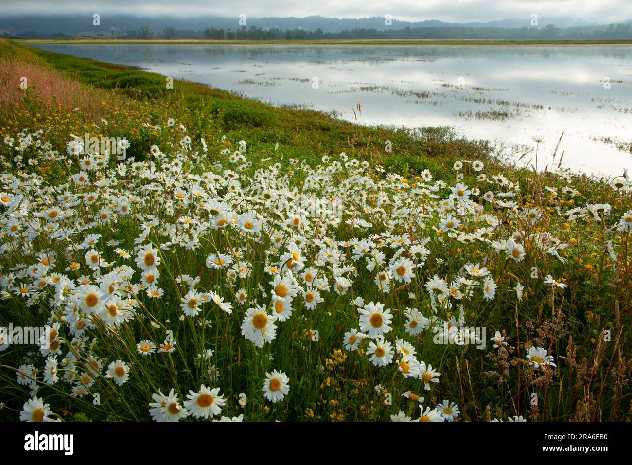 Daisy (Bellis perennis) at Pintail Marsh, Ankeny National Wildlife ...
