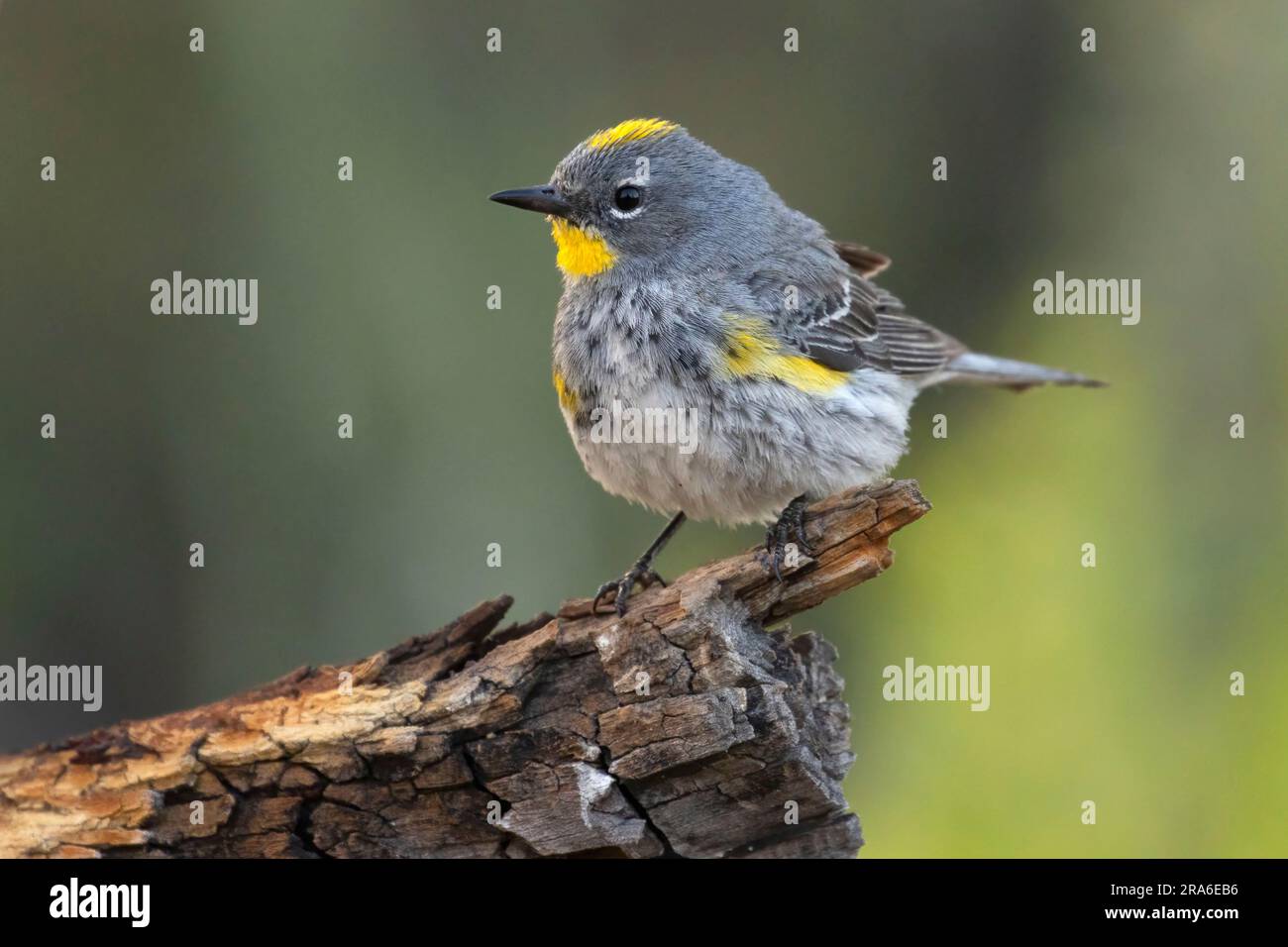 Yellow-rumped warbler (Setophaga coronata), Cabin Lake Viewing Blind ...