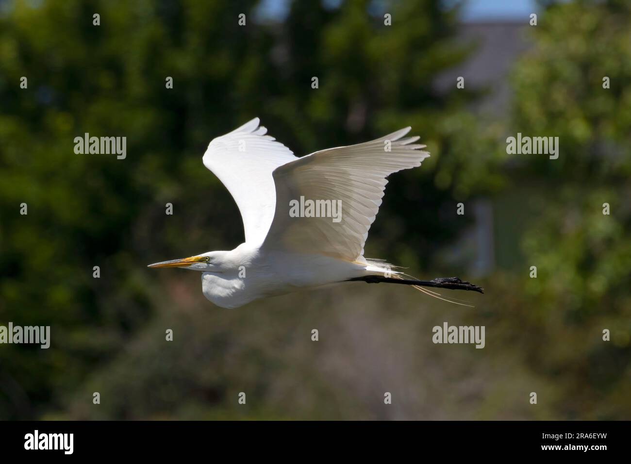 Great egret (Ardea alba), Moore Park, Klamath Falls, Oregon Stock Photo ...