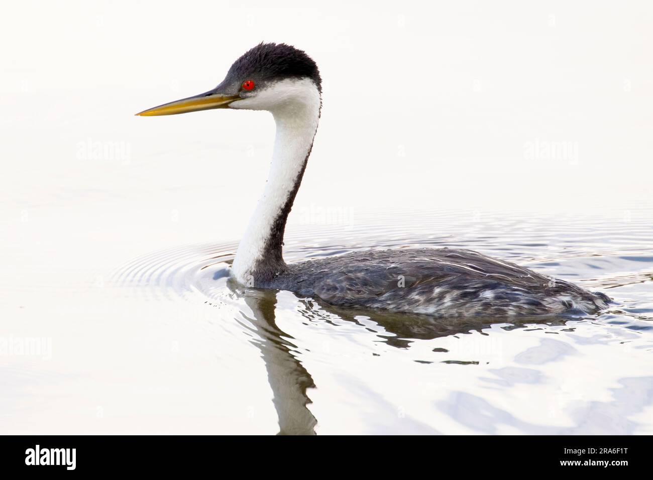 Western grebe (Aechmophorus occidentalis), Moore Park, Klamath Falls ...