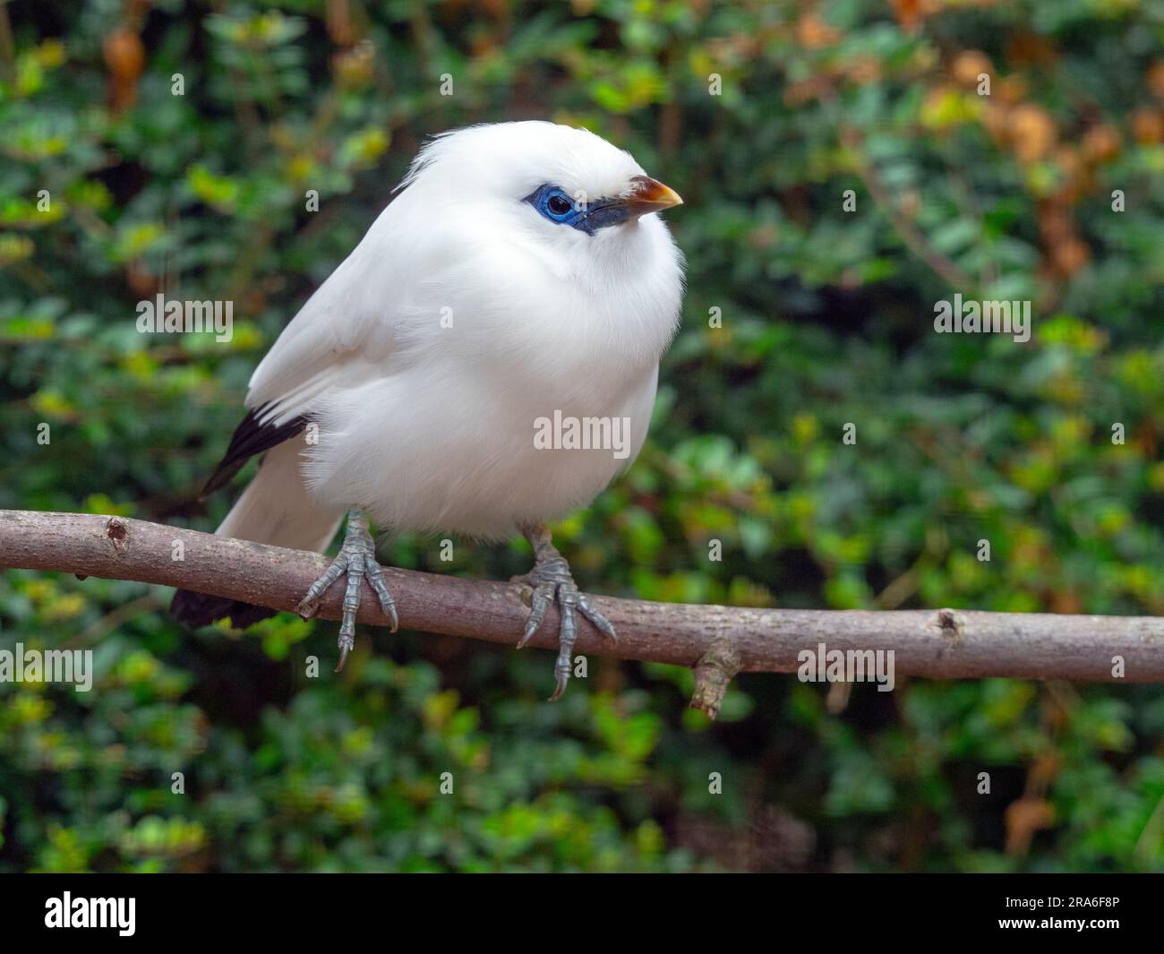Rothschild's mynah Leucopsar rothschildi portrait Stock Photo - Alamy