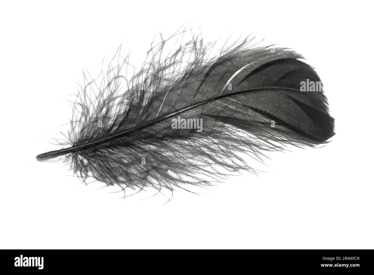 Black Feathers Background