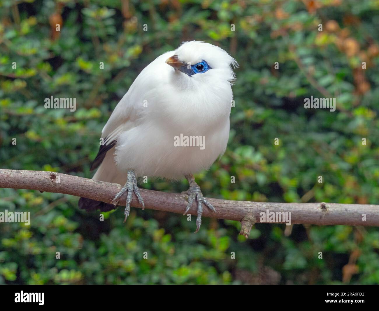 Rothschild's mynah Leucopsar rothschildi portrait Stock Photo - Alamy