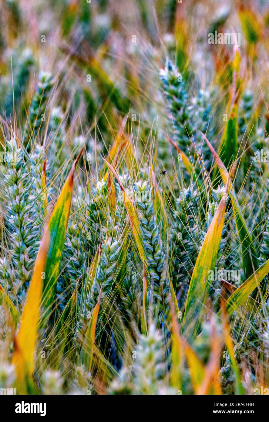 Close-up of ears wheat, or grain, in mid-summer, as they ripen ready ...