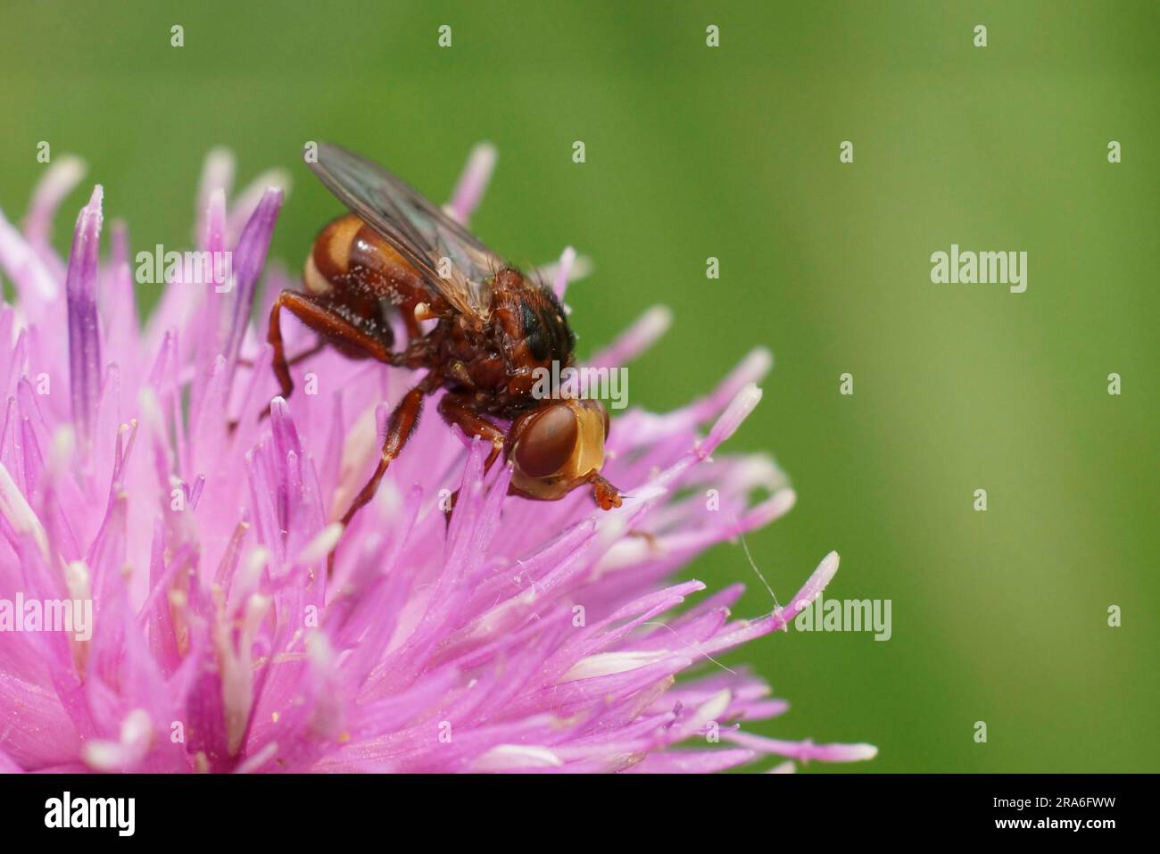 Natural closeup on the odd shaped , Ferruginous Bee-grabber fly, Sicus ...