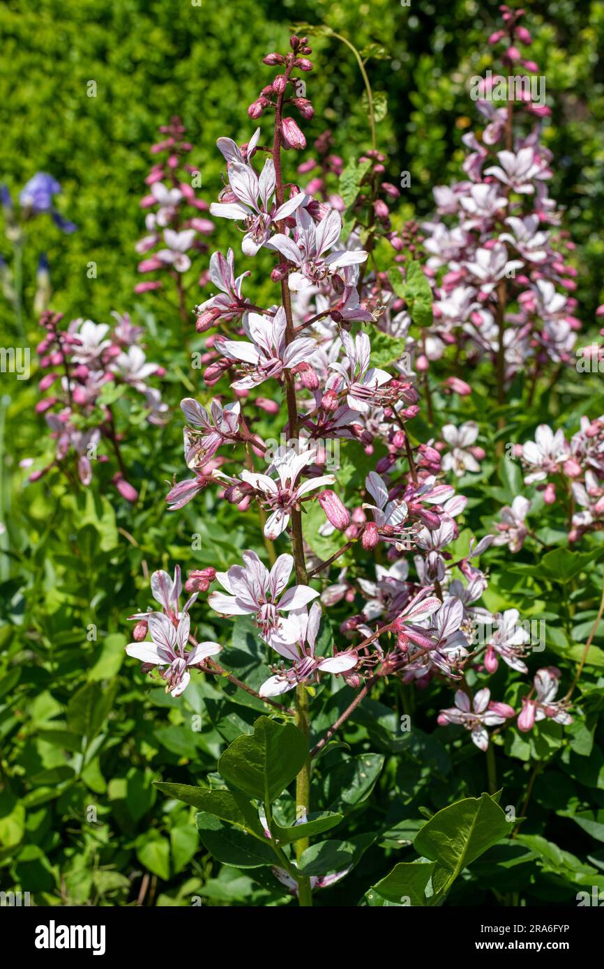 Close up of burning bush (dictamnus albus) flowers in bloom Stock Photo ...