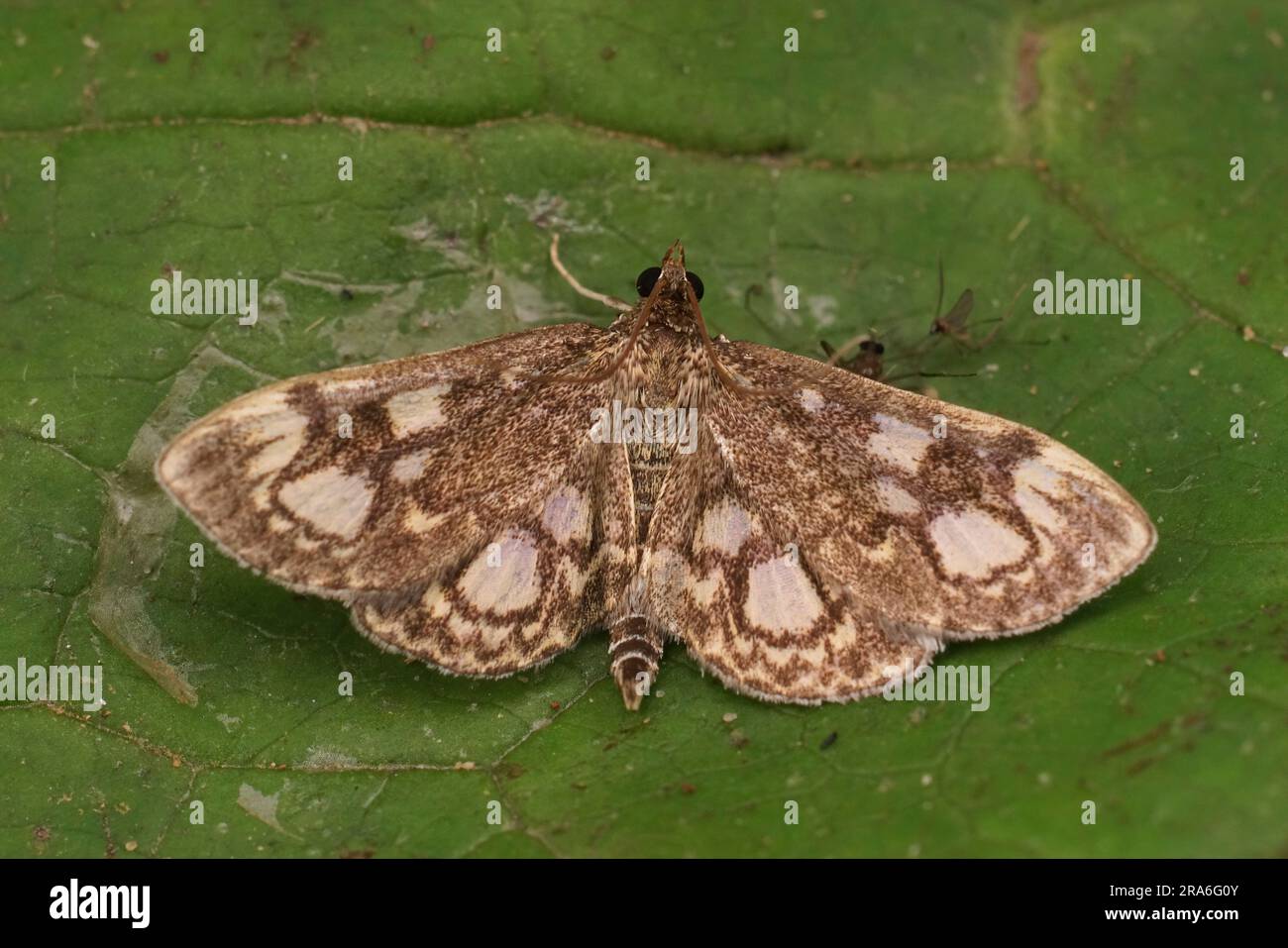 Natural closeup on an brown elderberry pearl moth, Anania coronata with ...