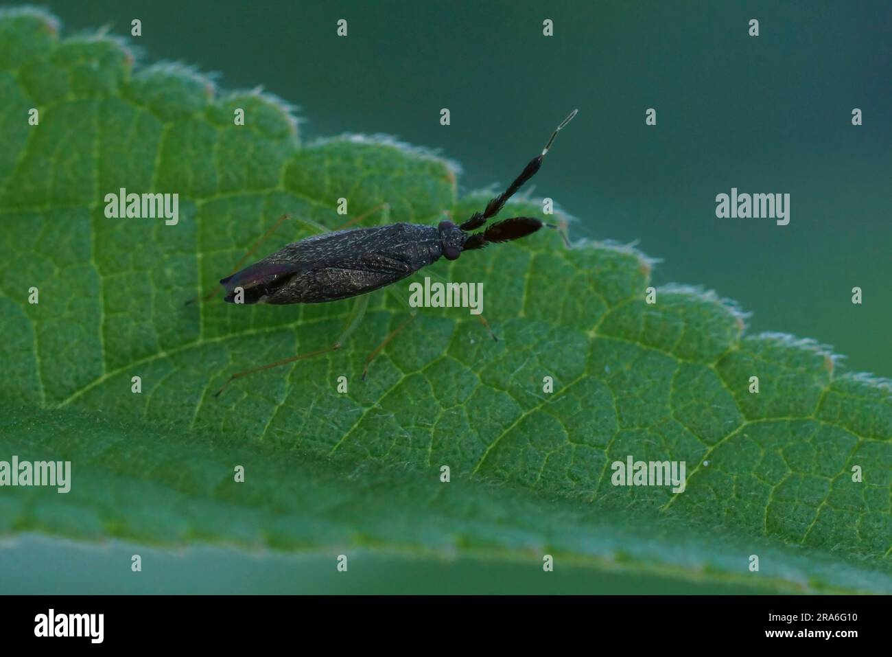 Detailed natural closeup on a remarkable Mirid bug, Heterotoma ...
