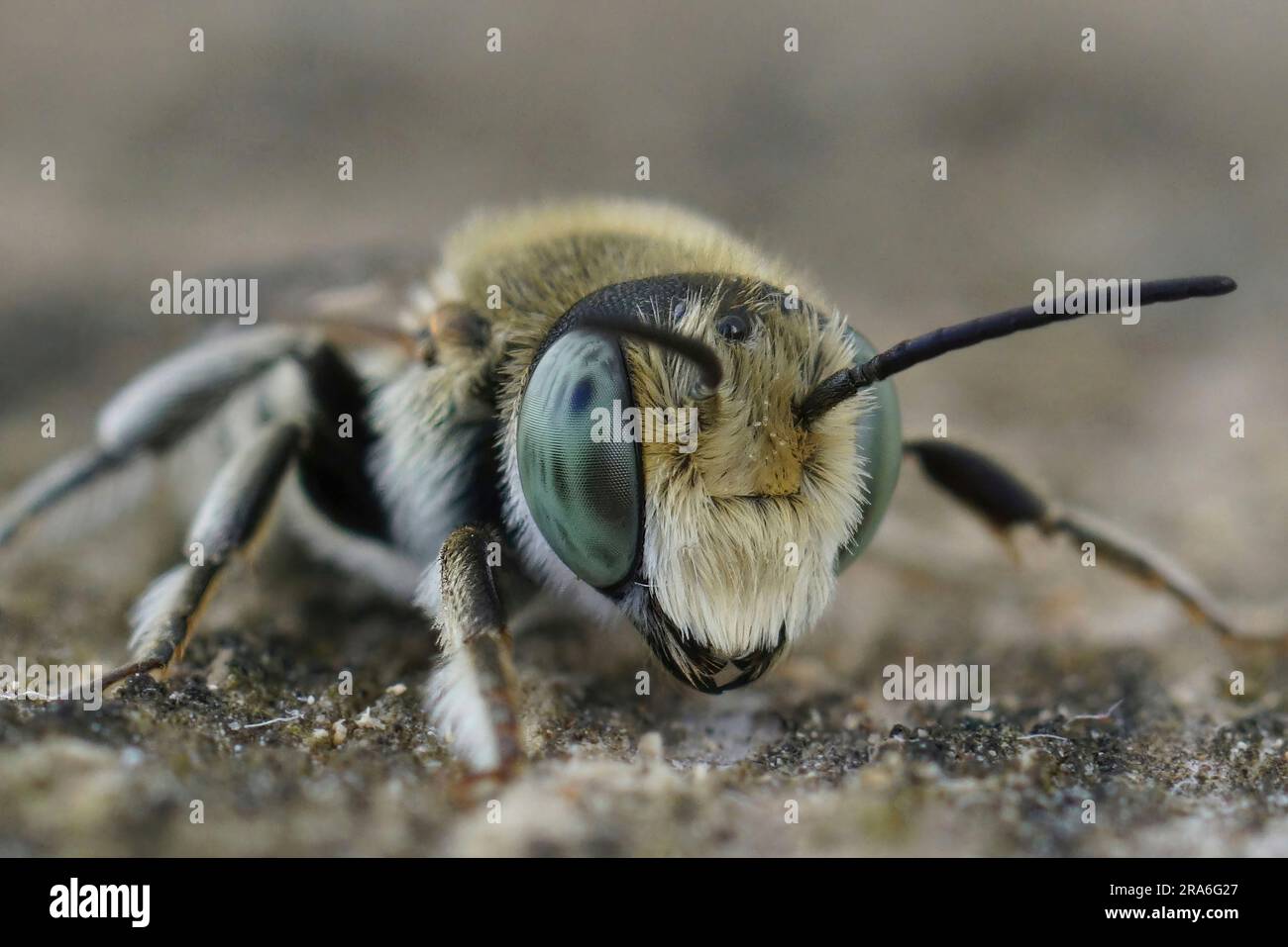 Detailed facial closeup on a female of alfalfa leafcutter bee ...
